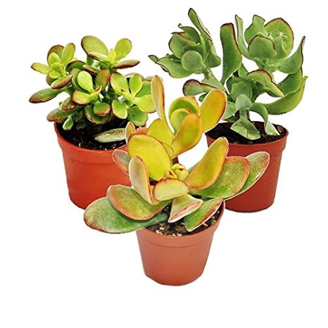 Geldbaum-Set, 3 verschiedene Crassula-Arten im 5,5cm Topf: Amazon.de ...