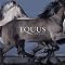 Equus: Flach, Tim: 9780810971424: Books - Amazon.ca