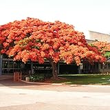 Delonix elata - How to grow & care