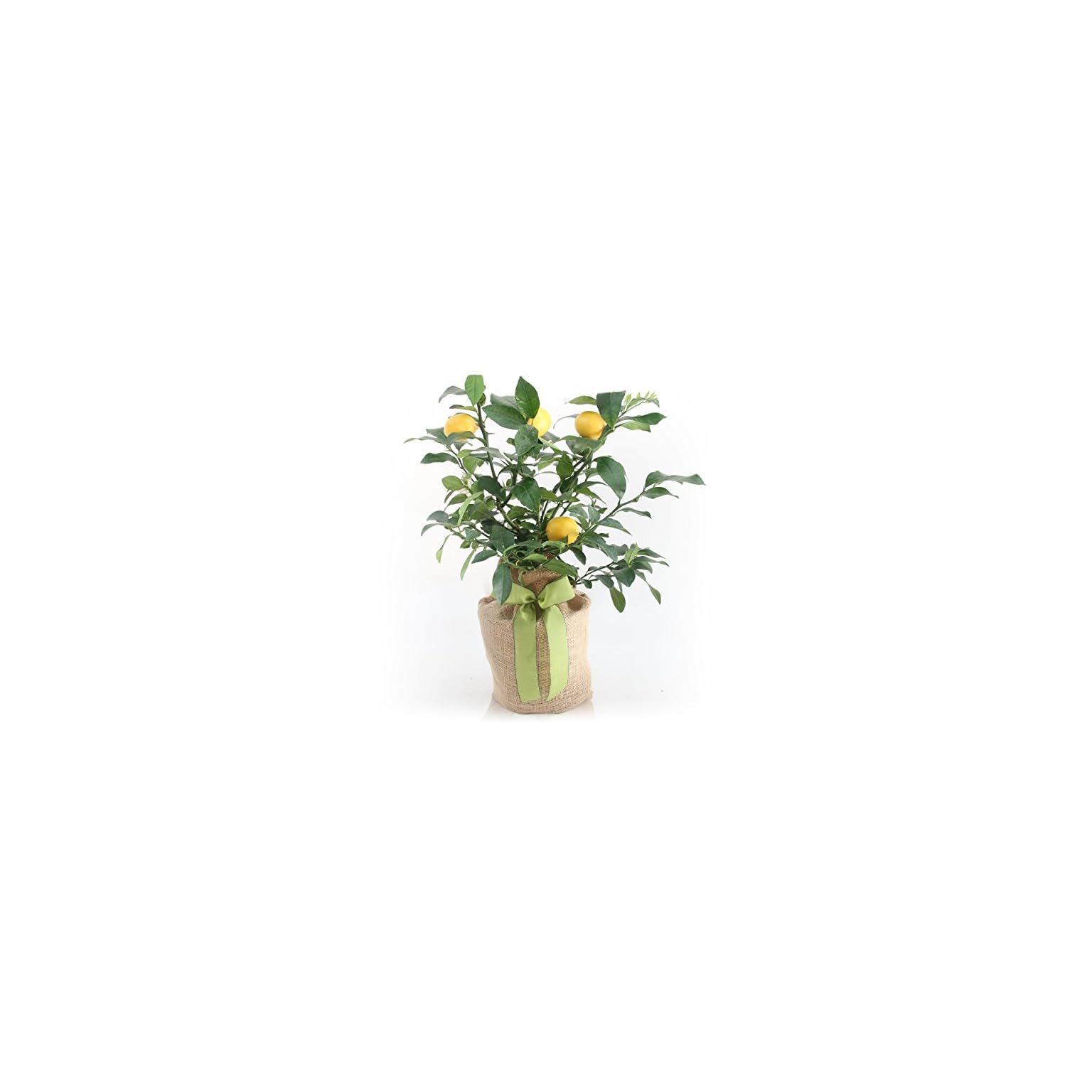 Happy Birthday Meyer Lemon Gift Tree by The Magnolia Company - Get ...