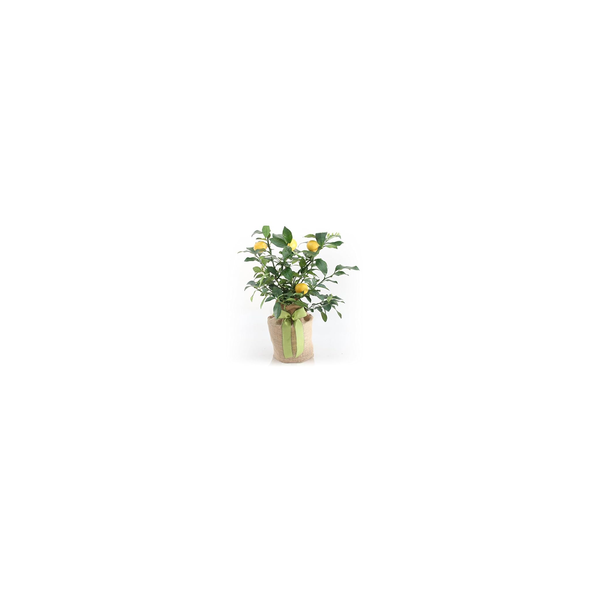 Happy Birthday Meyer Lemon Gift Tree by The Magnolia Company - Get ...