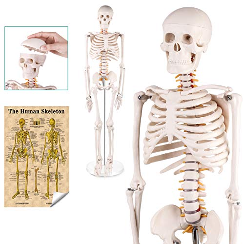RONTEN Mini Human Skeleton Model，34" Mini Skeleton Replica with ...