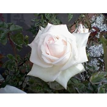 Amazon.com : white rose seeds. 5 seeds! : Plants : Garden & Outdoor