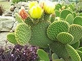 Opuntia microdasys - How to grow & care