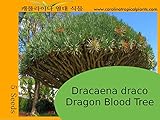 Dragon tree - How to grow & care