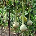 Amazon.com : 10 Dipper Gourd Seeds : Patio, Lawn & Garden