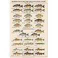 Amazon.com: Western Gamefish Fish Poster and Identification Chart ...