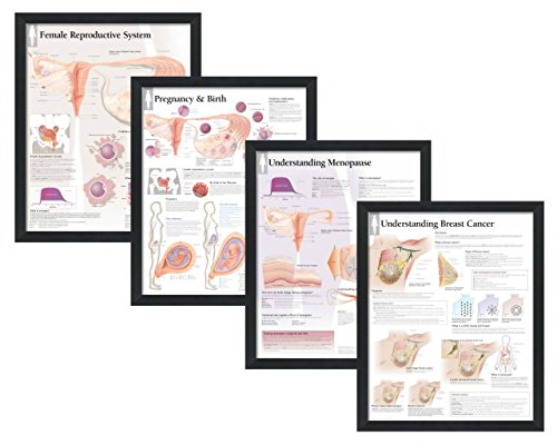 Buy Set of 4 Framed Medical s Female Reproductive System Pregnancy and ...