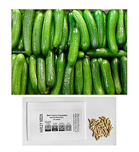 30+ Persian Beit Alpha (A.k.a. Lebanese) Cucumber Seeds Heirloom NON ...