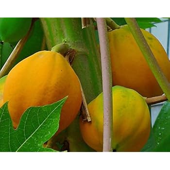 Amazon.com : Dwarf Solo Papaya Tree! 10 Seeds! Small fruit! PERFECT FOR ...