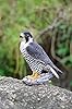 Hi-Line Gift Ltd Peregrine Falcon Statue in Dubai - UAE | Whizz Statues