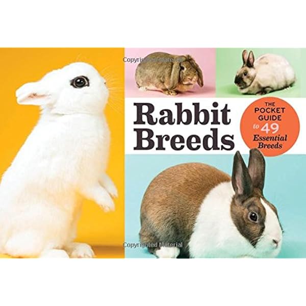 A Complete Guide To The Best Rabbit Breeds Rabbit Breeds