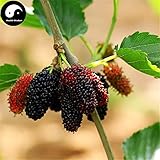 Chinese mulberry - How to grow & care