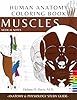 Human Anatomy Coloring Book: Muscles. Medical Notes | Detailed ...