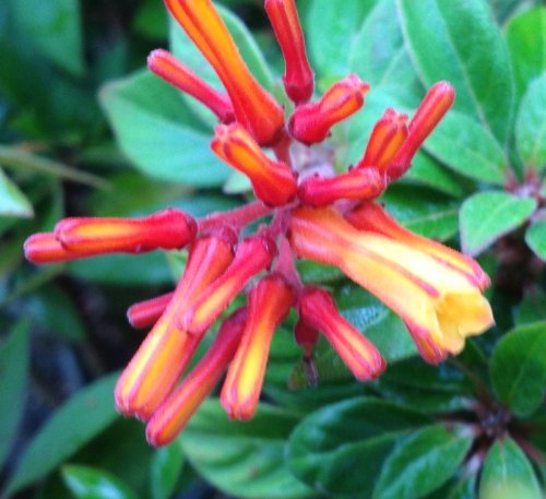 Firefly Dwarf Scarlet Red Firebush Shrub Live Plant Orange Yellow ...