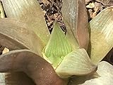 Haworthia limifolia - How to grow & care