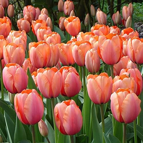 10pcs Oranje Tulip Bollen Meerjarige Bloembollen Magnificent Bloemen ...