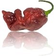 Amazon.com : Pepper Joe's Chocolate Gator Jigsaw Pepper Seeds – Pack of ...