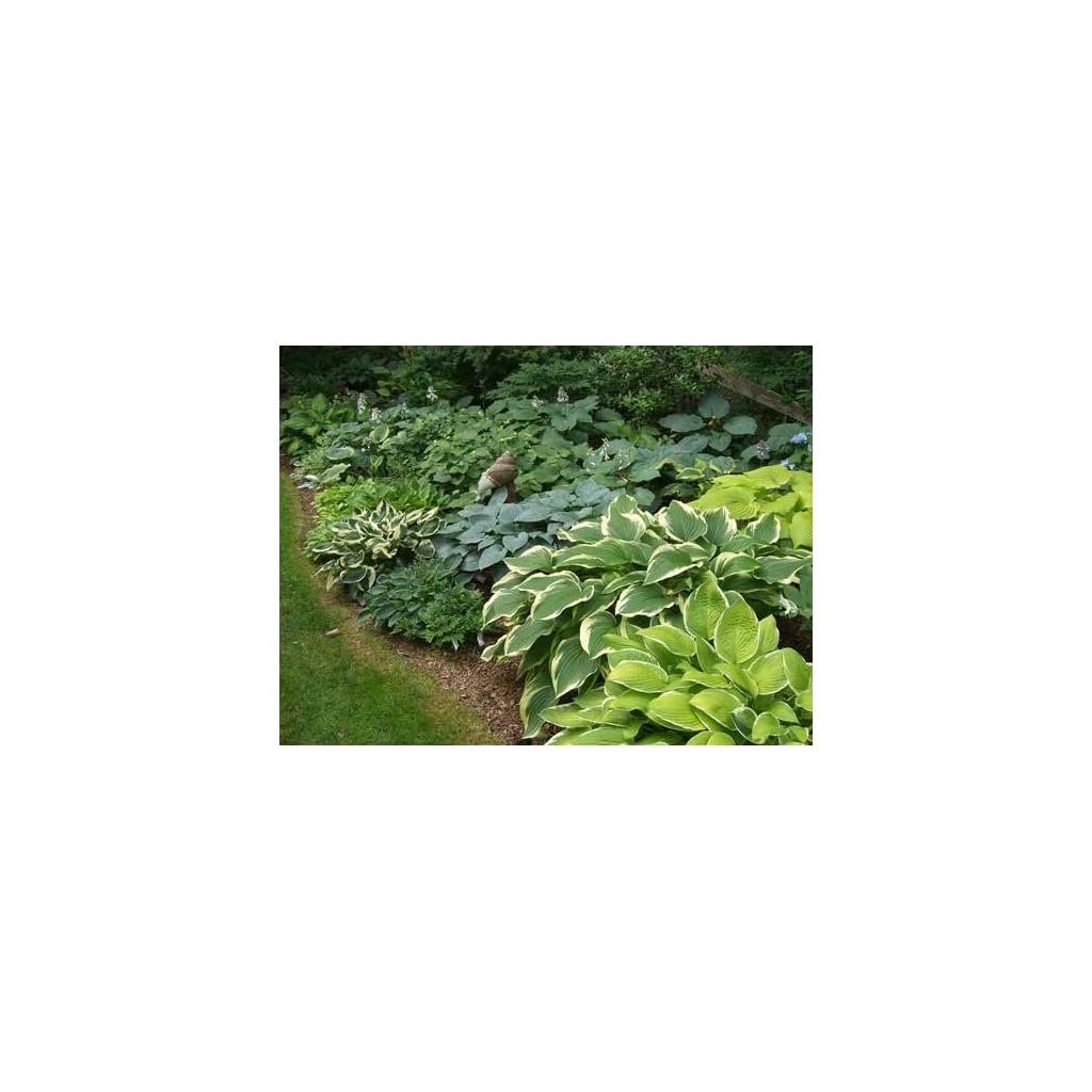 Buy hosta seeds online - best price and quality