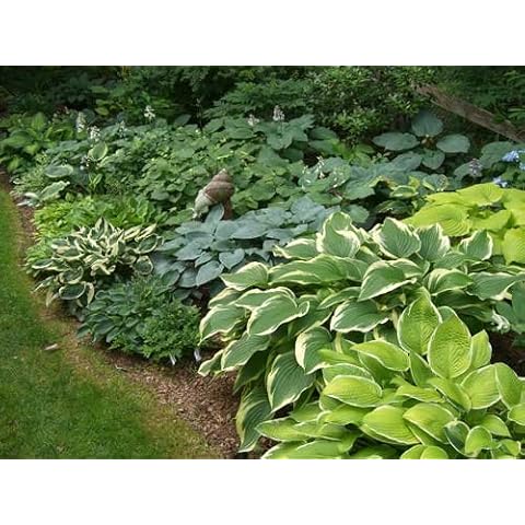 Buy hosta seeds online - best price and quality