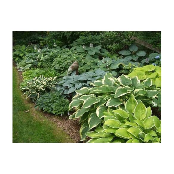 Buy hosta seeds online - best price and quality