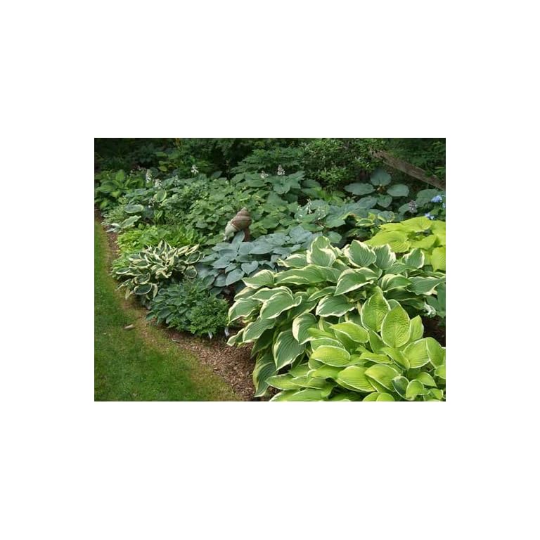 Buy hosta seeds online - best price and quality