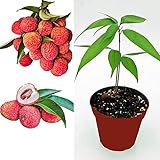 Amazon.com : Fresh Lychee Potted Starter Plant Tropical Fruit Tree ...