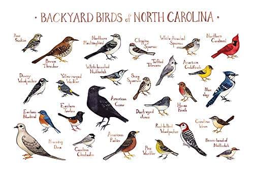 Amazon.com: Backyard Birds of North Carolina Field Guide Art Print ...