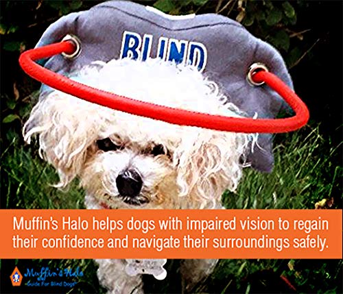 Muffin's Halo Blind Dog Harness Guide Device - Help for Blind Dogs or ...