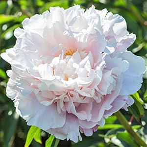 11 Fragrant Perennial Flowers For The Perfect Scented Garden