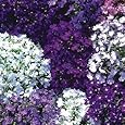 Amazon.com : 200 BLUE SPLASH LOBELIA Regatta Erinus Flower Seeds ...