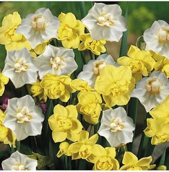 Daffodil Fragrant Cheer Bulbs 2kg: Amazon.co.uk: Garden & Outdoors