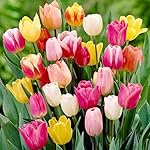 8 Tulip Varieties That Will Delight Your Senses
