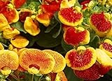 Calceolaria Herbeohybrida - How to grow plants