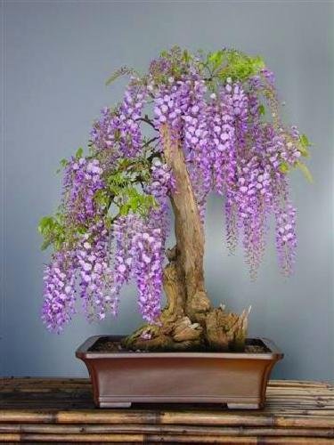 BONSAI TREE: Amazon.co.uk: Garden & Outdoors