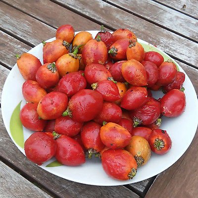 Peanutbutter fruit - Grow plants