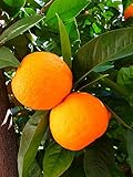 1 PIANTA DI ARANCIO DOLCE (CITRUS SINENSIS) IN VASO 20CM agrumi orto ...