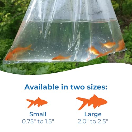 Toledo Goldfish Comet Feeder Goldfish: Live Feeder Goldfish Perfect For ...