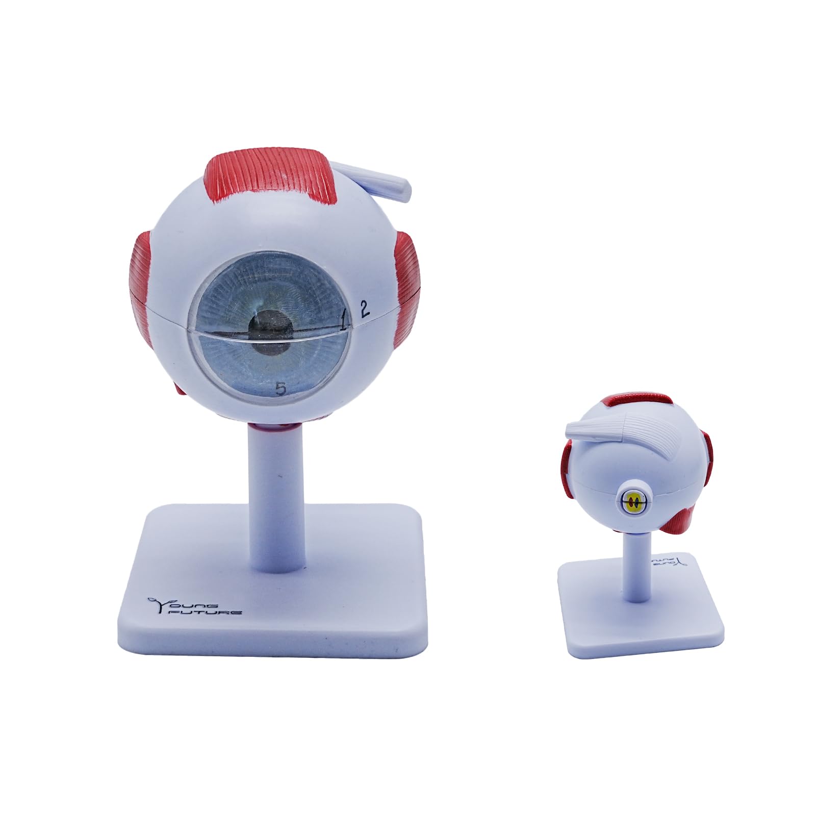 YOUNG FUTURE 3X Enlarged Human Eye Anatomy Model, Extra-Large Eyeball ...