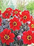 Dahlia Simply red - How to grow & care