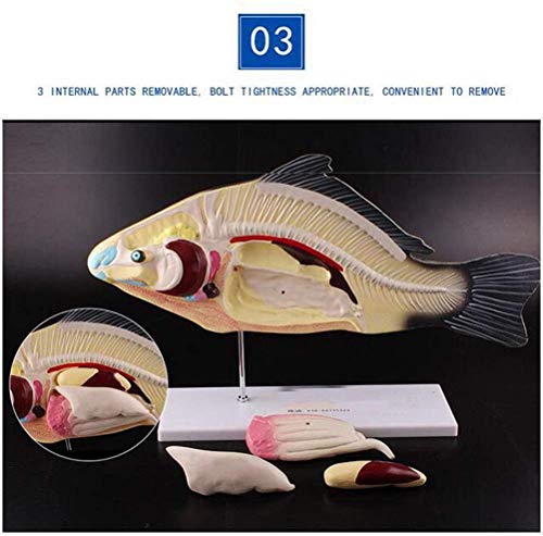 BEDRE 3D Fish Dissection Model 3 Part Labs Anatomical Model Of Fish ...