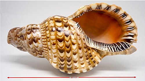 Hawaiian Conch Shell for sale | Only 2 left at -60%