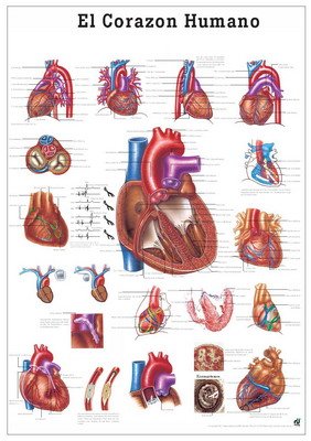 Buy The Human Heart Laminated Anatomy Chart (El Corazon Humano) in ...