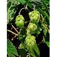 Amazon.com : 25 COMMON HOPS European Humulus Lupulus Vine Seeds Beer ...