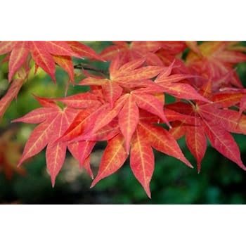 Amazon.com : Oregon Sunset Japanese Maple 1 - Year Graft : Maple Trees ...