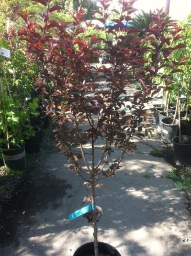 Purple Pony Fruitless Flowering Plum Tree, Tree ships about 4 feet tall ...