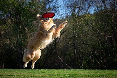 Hyper Pet Flippy Flopper 9" Flying Disc Soft Dog Toy, Floats in Water ...