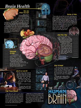 Jaguar Educational- Human Brain Chart Poster Series - Set of 5 - Want ...