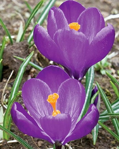 Lovely Crocus Flowers Bloom in Both Spring and Fall