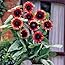 Amazon.com : Package of 85 Seeds, Firecracker Sunflower (Helianthus ...